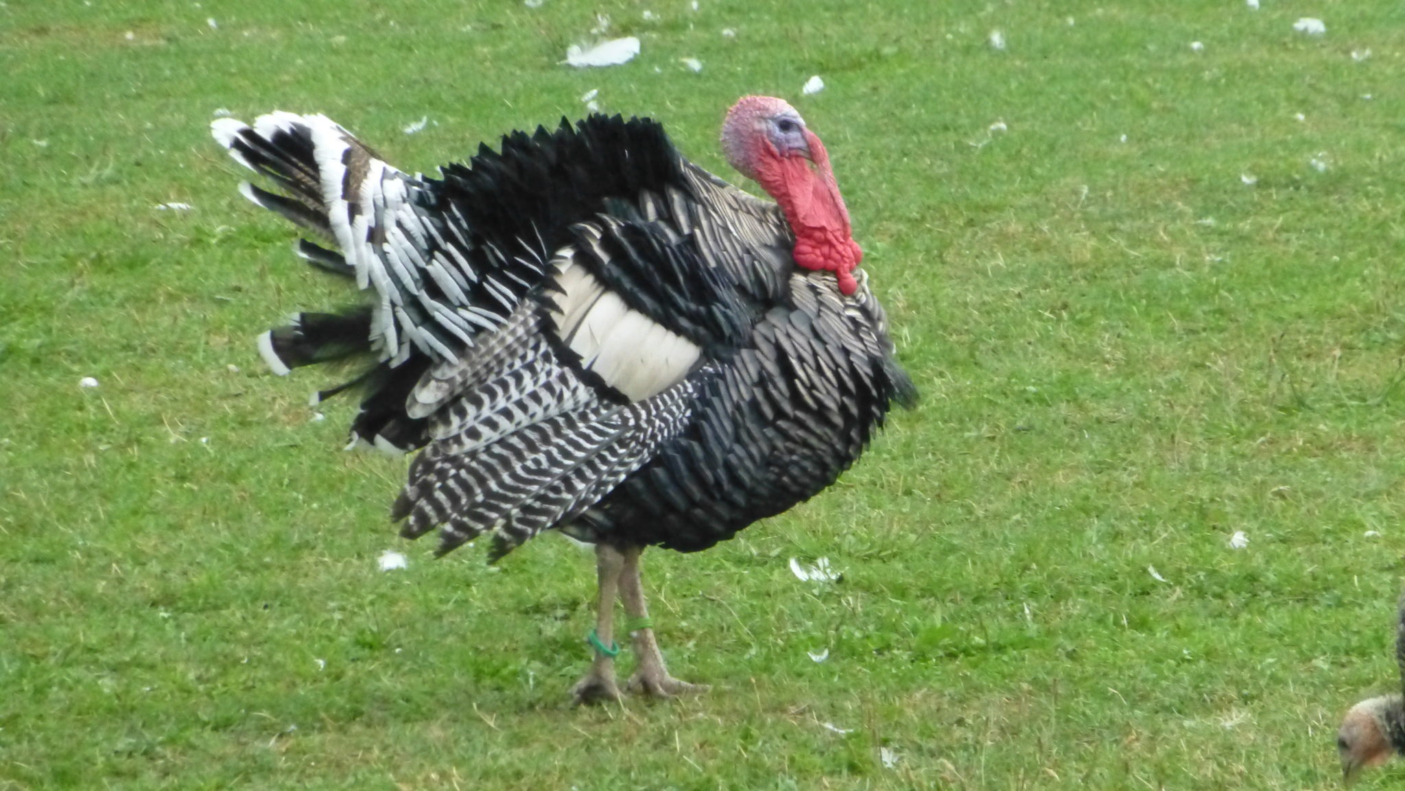 Pute in Dresden kaufen